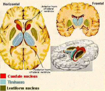 Basal Ganglia: The Centers of Movement