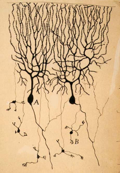 Neurons and Synapses. The History of Its Discovery
